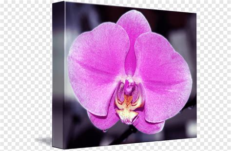 식물 제비꽃 나방 난초 라일락 분홍색 난초 자 제비꽃 Png Pngegg