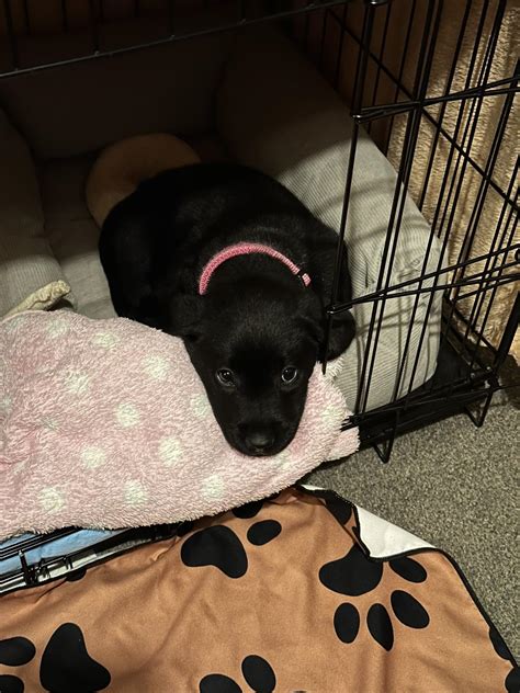 My New Companion Album On Imgur