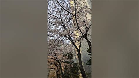 석양이 지는 저녁에 비타가 벗꽃나무에 감동받다 호호🌸🌸🌼🌺 Youtube