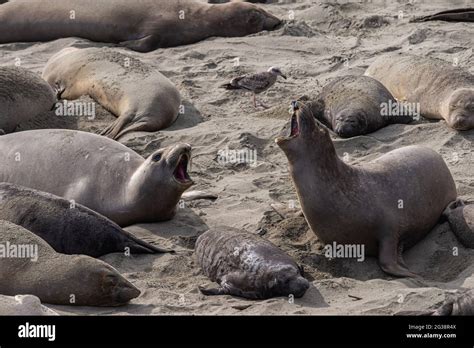 San Simeon Ca Usa February 12 2014 Elephant Seal Vista Point
