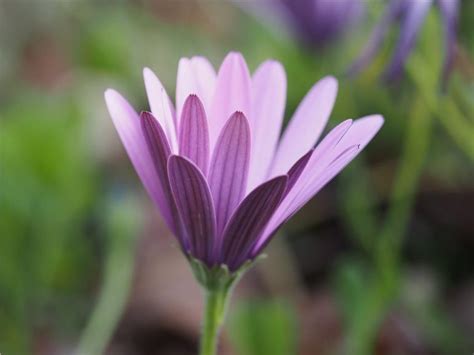 Left Hemithyroidectomy Done Hello Everyone Just Thyroid Uk