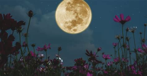 What Your Plants Wish You Knew About Fertilizer Timing Complete Gardening