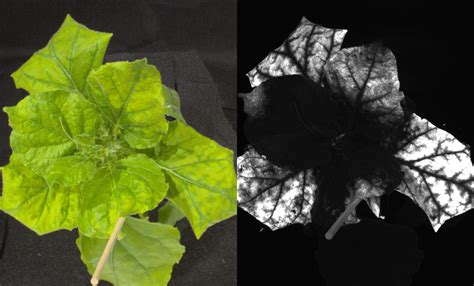 Improved Non Destructive Multimode Macroscopic Imaging