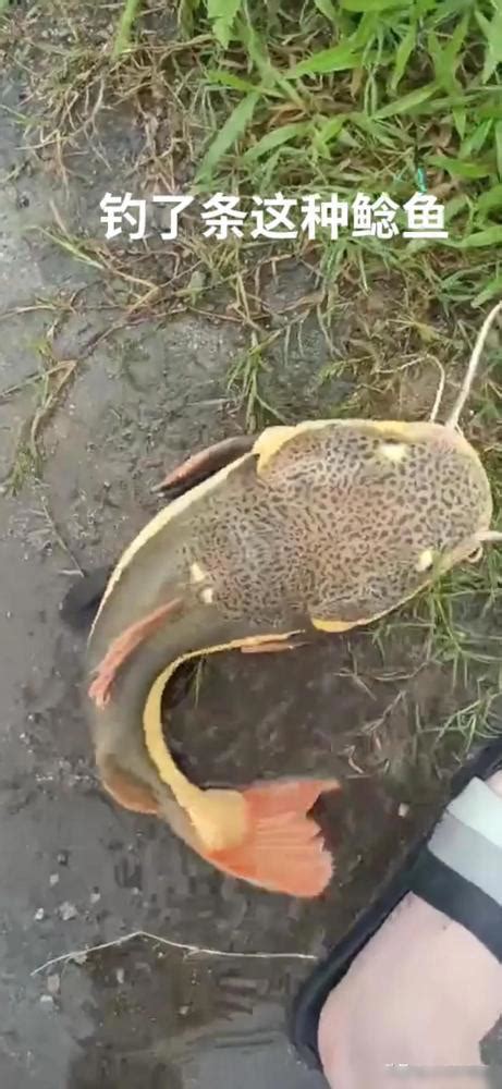 什么怪鱼？广东河源，有村民在野外河里，钓到条好奇特的肥鲶鱼