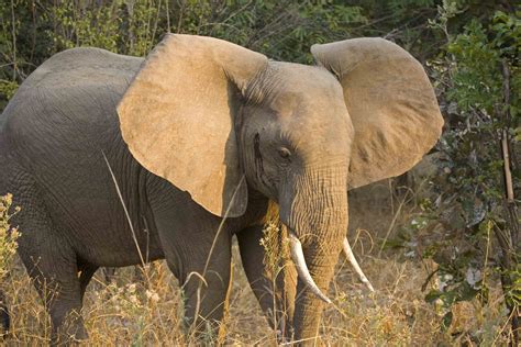 Diagram of Elephant | Quizlet