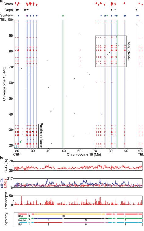 Overview And Duplication Content Of Human Chromosome 15 A Dot Plot Of Download Scientific