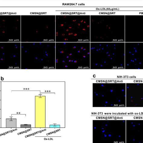 Targeting Property Of Nms To Cells A Representative Pictures Of Nms