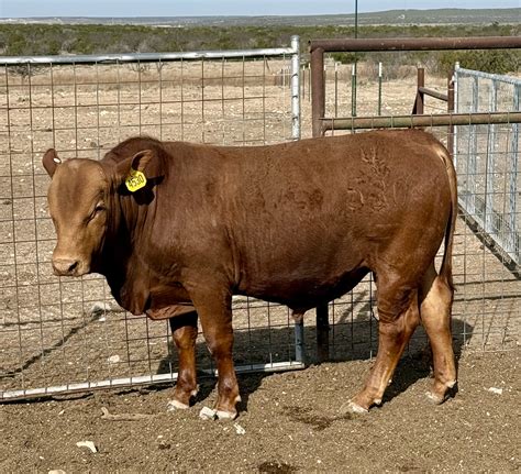Isa Beefmaster Lbar 4530 American Cattlemen