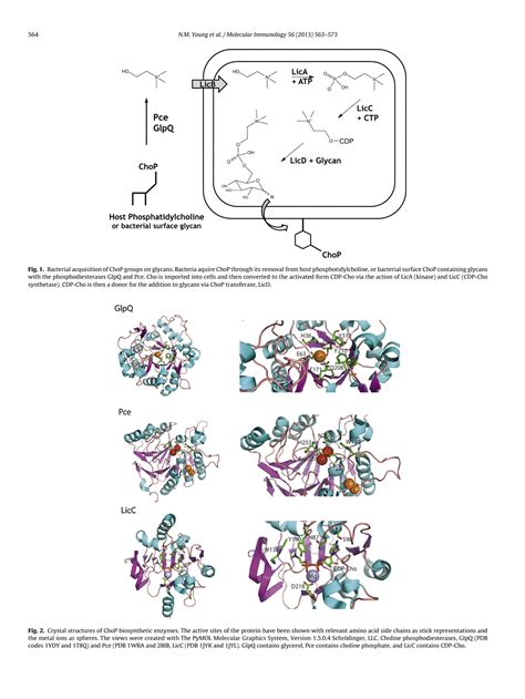 Solution Review Of Phosphocholine Substituents On Bacterial Pathogen Glycans Synthesis