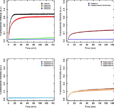 Figure 2 From Localized Cascade Dna Hybridization Chain Reactions Of Dna Hairpins On A Dna Track
