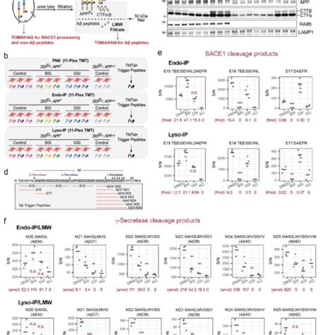 Digital Snapshots Of Appa Processing In Early Endosome And Lysosomal