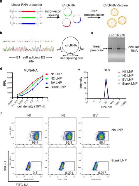 Christopher Ring On Linkedin Circrna Based Multivalent Neuraminidase Vaccine Induces Broad