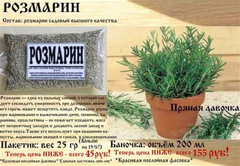 Розмарин. Приправы Кавказа
