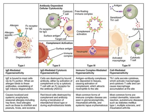 Bms 150 Week 4 Immune Pathology I Hypersensitivity Reactions