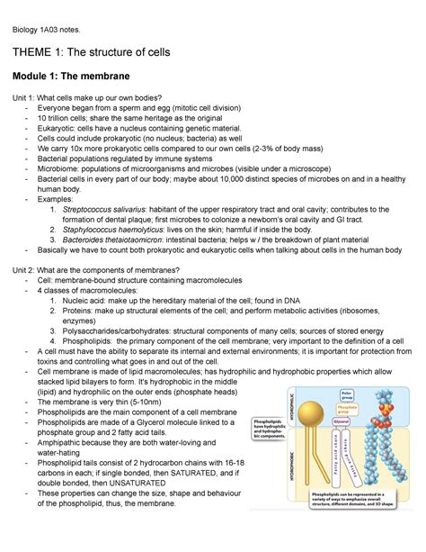 Bio Midterm 1 Summary Cellular And Molecular Biology Biology 1a03