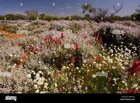 Ruby Dock Or Rosy Dock Rumex Vesicarius Formally Acetosa Vesicaria An Introduced Weed Near