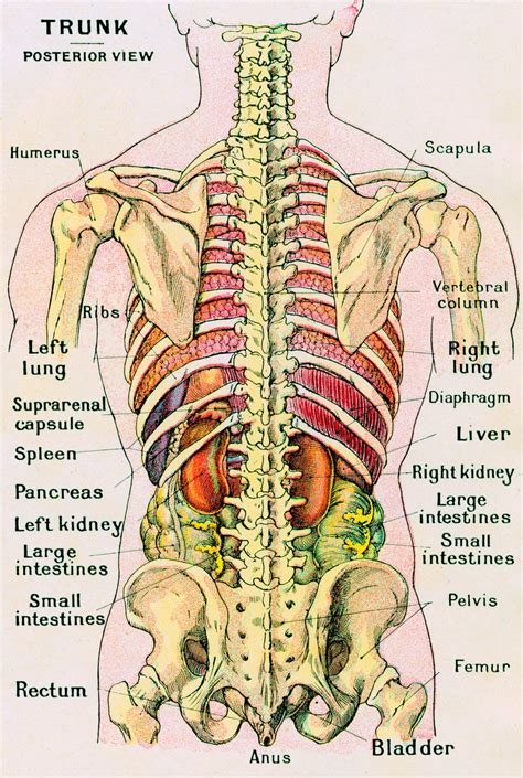 Diagrama De Anatomía Del Torso