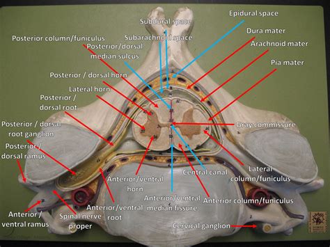 Subarachnoid Space Spinal Cord Model
