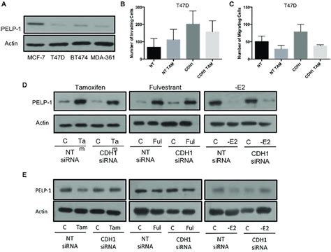 High PELP Is Associated With Endocrine Induced Invasion And Migration