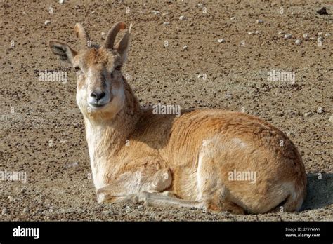 Arkal Urial Sheep Is A Wild Sheep Native To Central And South Asia