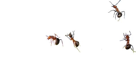 Pool Table Billiard Table Removalists Sydney