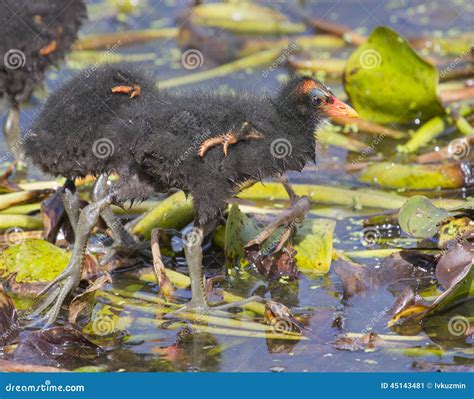 Chicks Of Common Moorhen Gallinula Chloropus Stock Image Image Of