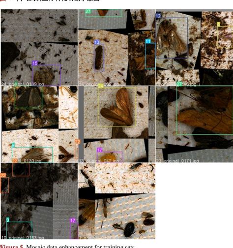 Figure 1 From Farmland Pest Detection Based On Yolo V5l And Resnet50 Semantic Scholar