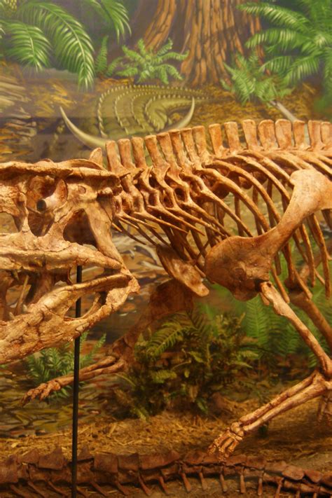 Postosuchus Skeleton