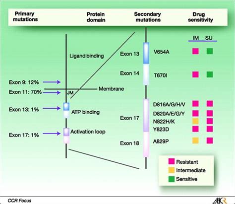 Resistance To Tyrosine Kinase Inhibitors In Gastrointestinal Stromal
