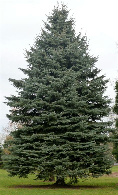 Sitka Spruce Tree A Giant Conifer Species Evergreen Fir Tree Tall