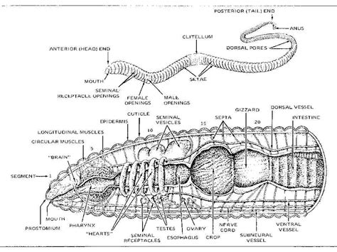 Worm Biology 101