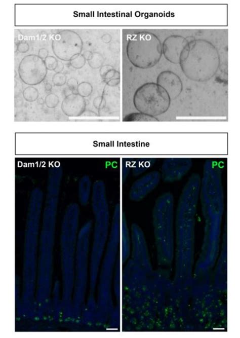 Decoding Cell Fate 2023 Wiley Analytical Science Decoding Cell Fate 2023 Wiley Analytical Science