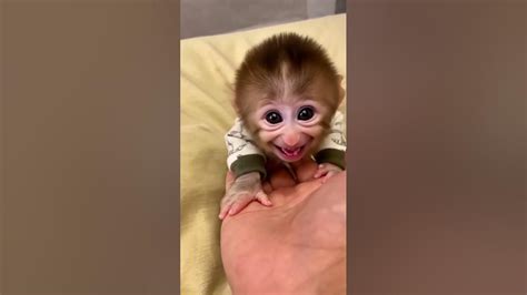 فرقع لوز عندي بالدنيا Youtube