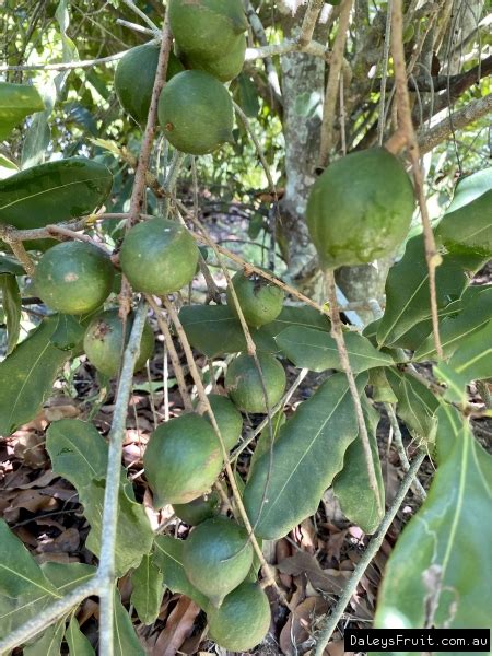 Photos Dwarf Macadamia A16