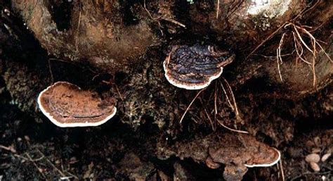 Pengendalian Jamur Ganoderma Secara Hayati