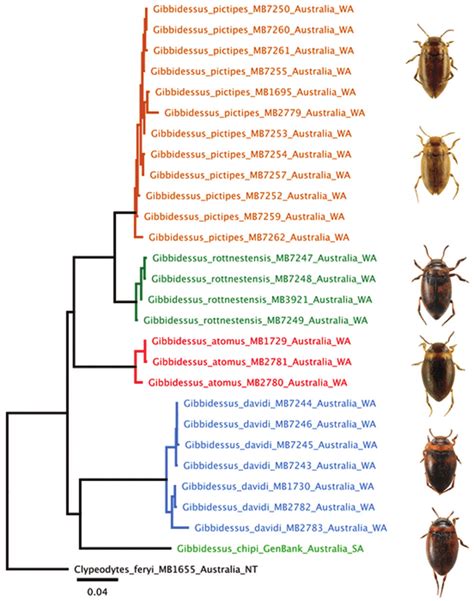 Maximum Likelihood Tree For Australian Gibbidessus Neighbour Joining Download Scientific