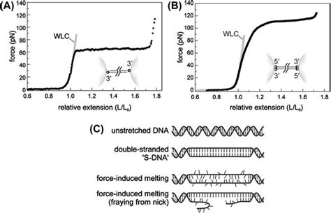 1 The Overstretching Os Transition Of Dsdna Under Tension A