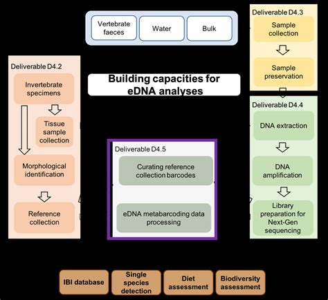 Envmetagen Edna Lab Workflow Steps Are Grouped According To The Download Scientific Diagram