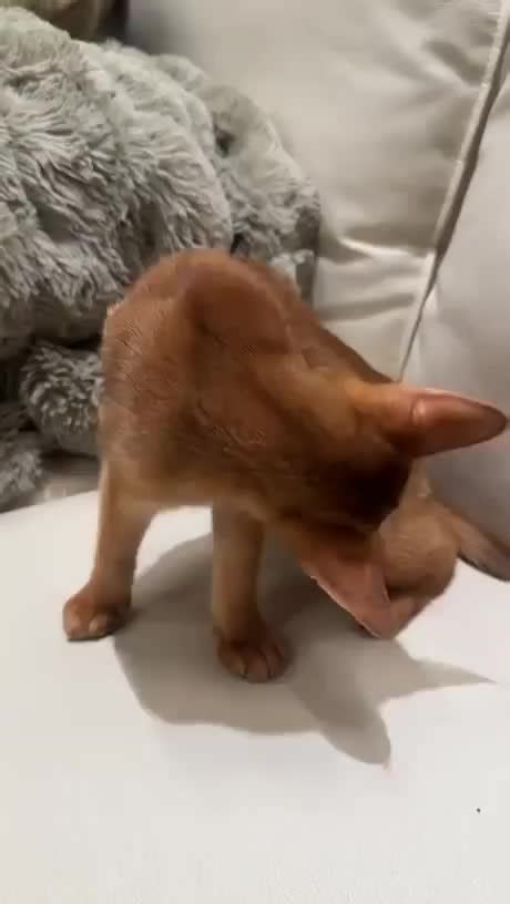 Cat Exe Not Working Album On Imgur