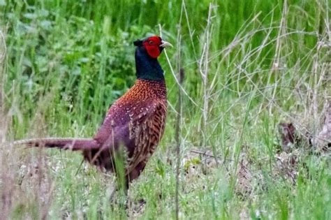 Saving Greeces Native Pheasant Face Biodiversity Manifesto Saving Greeces Native Pheasant Face Biodiversity Manifesto