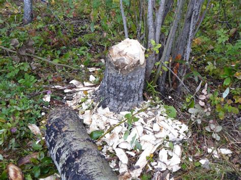 Photo Gallery • Beaver Logging