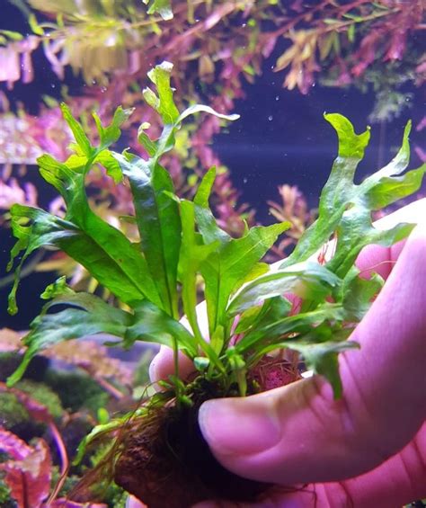 Java Fern Thors Hammer Aquafy