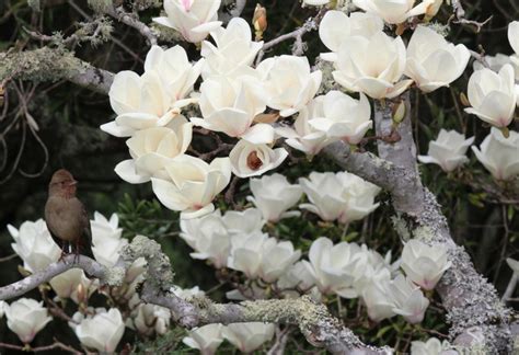 7 Spectacular And Practical Spring Flowering Trees
