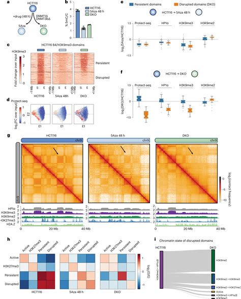 Inhibition Or Knockout Of Dna Methyltransferases Disrupts Download Scientific Diagram