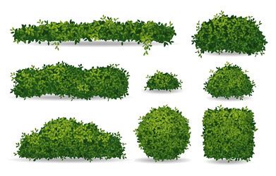 Green Bushes And Tree Crown With White Flowers Vector Image