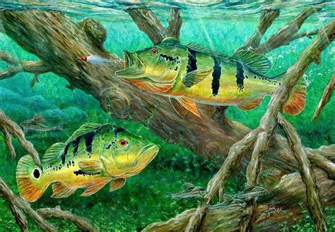 Catching Peacock Bass Pavon Painting By Terry Fox Fine Art America