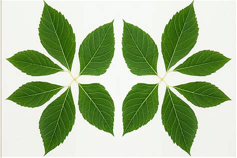 물방울이 있는 잎이 많은 녹색 네 잎 클로버 행운을 가져다주는 네잎 클로버 고화질 사진 사진 운 배경 일러스트 및 사진 무료 다운로드 Pngtree