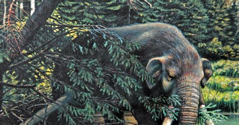 Variety Of Life Proboscidea