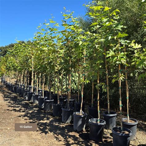California Sycamore Tree Plants Express