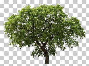 Tree Landscape Architecture PNG Clipart Architecture Branch Bushes Computer Graphics